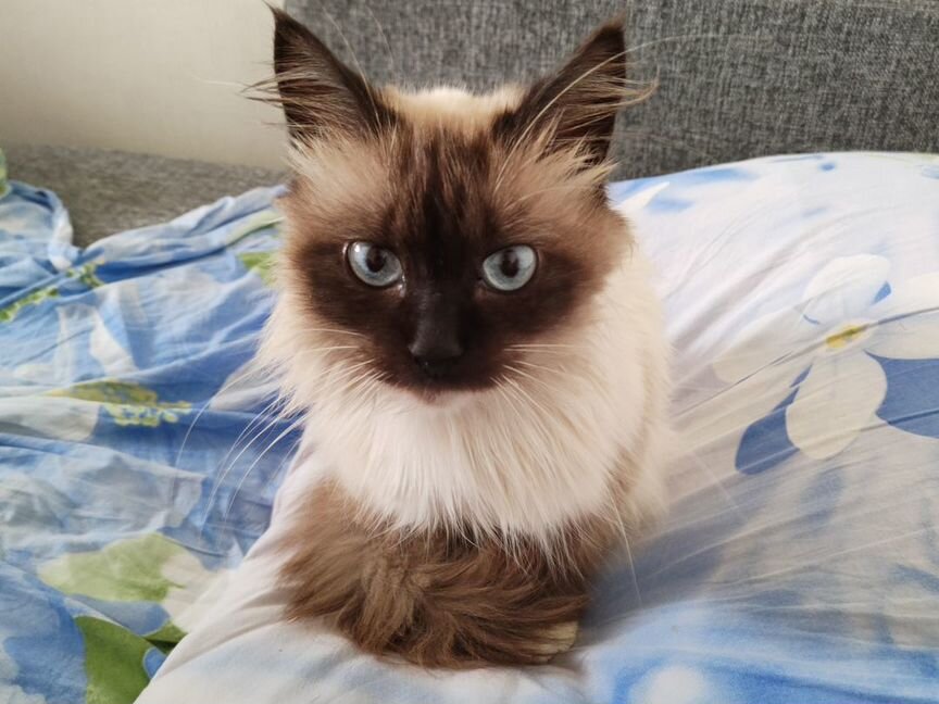 Фенотип сиамской длинношёрстной/священной бирмы