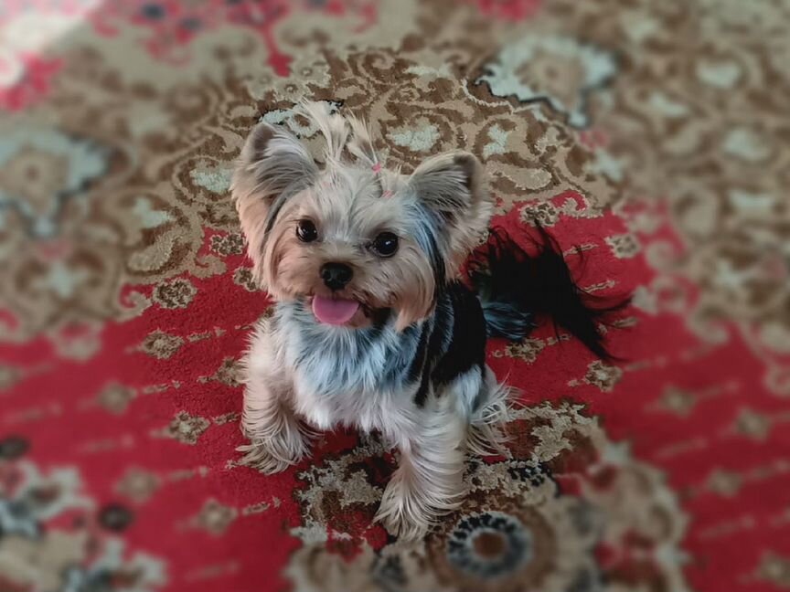 Йоркширский терьер девочка