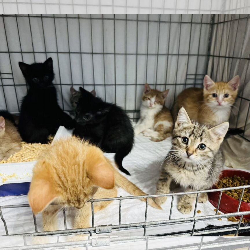 Котята 2 месяца в добрые руки