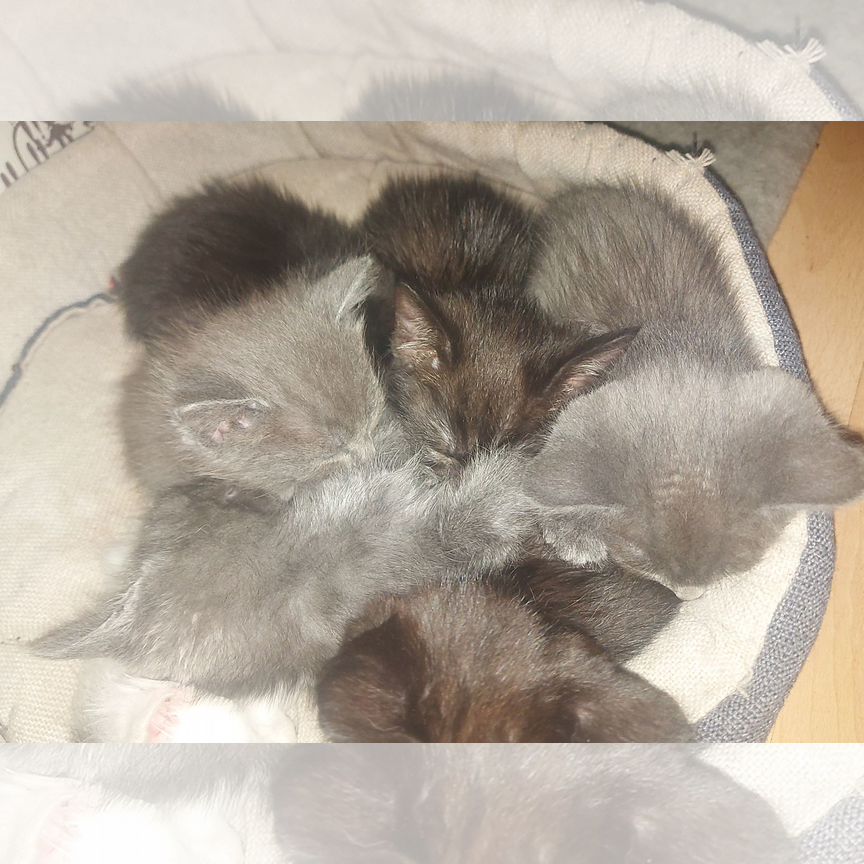 Котяток в добрые руки