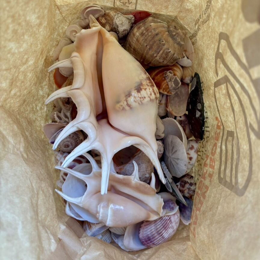 Морские ракушки раковины