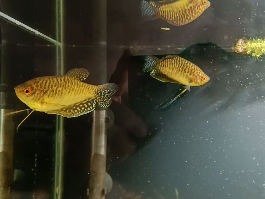 Аквариумные рыбки