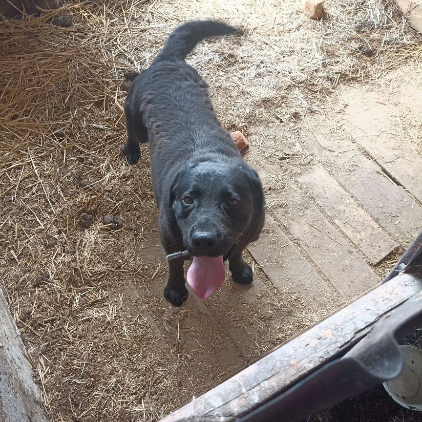 Лабрадор-ретривер, взрослый пёс