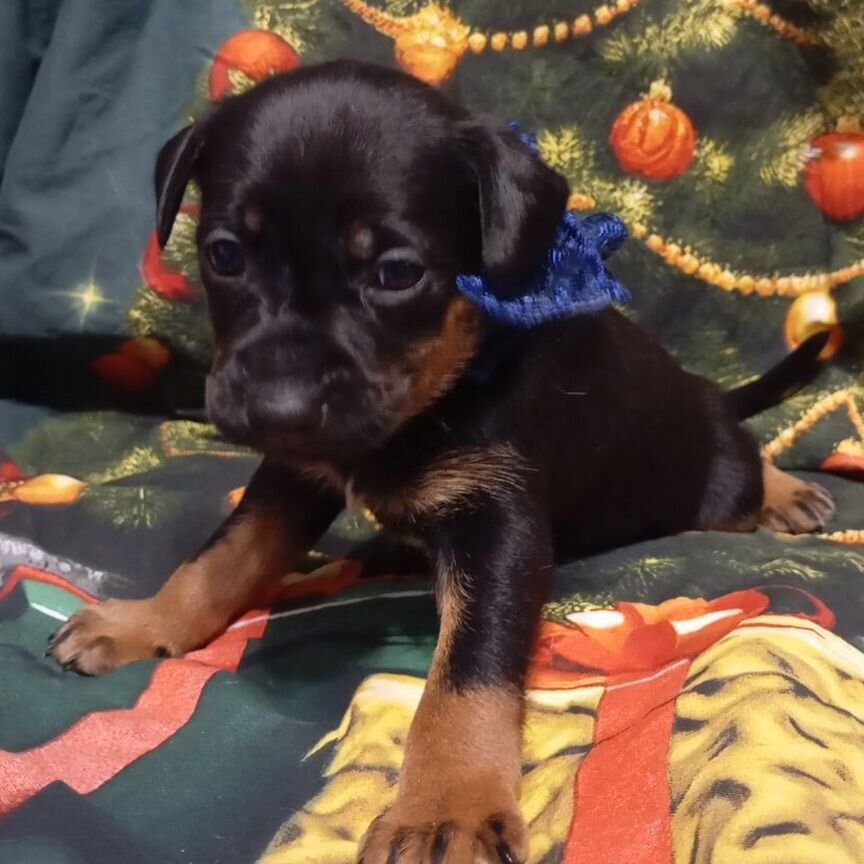 Перуанская голая собака, щенок