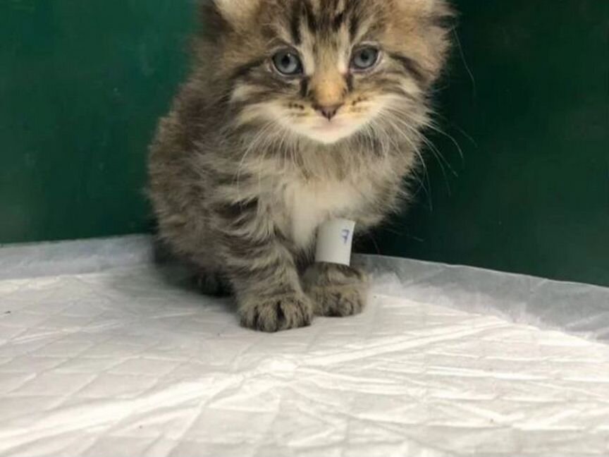 Спасите котёнка)