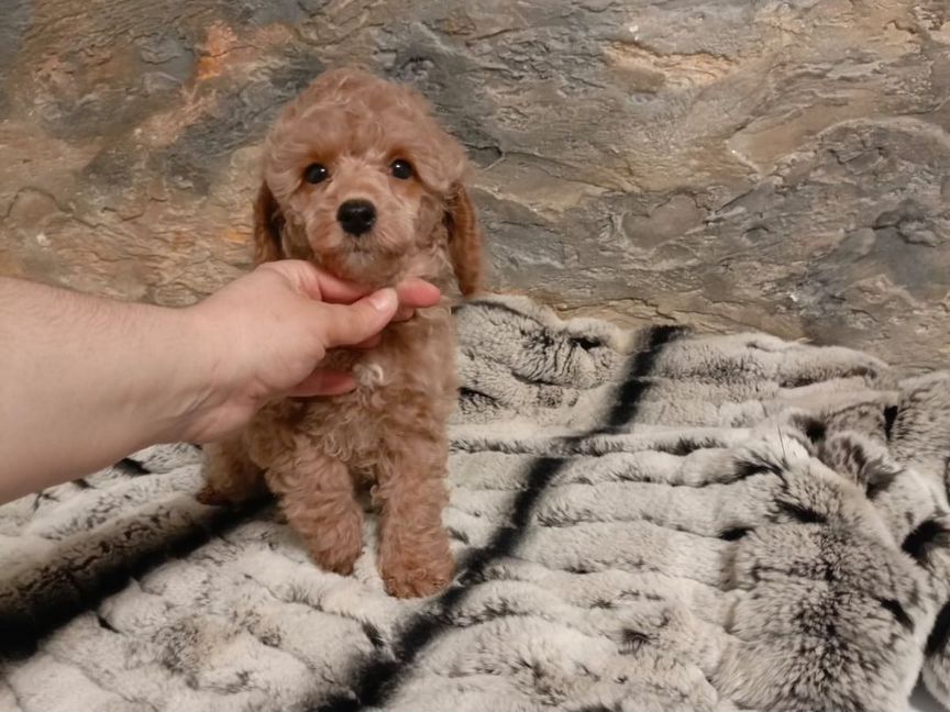 Собаки щенки пудель