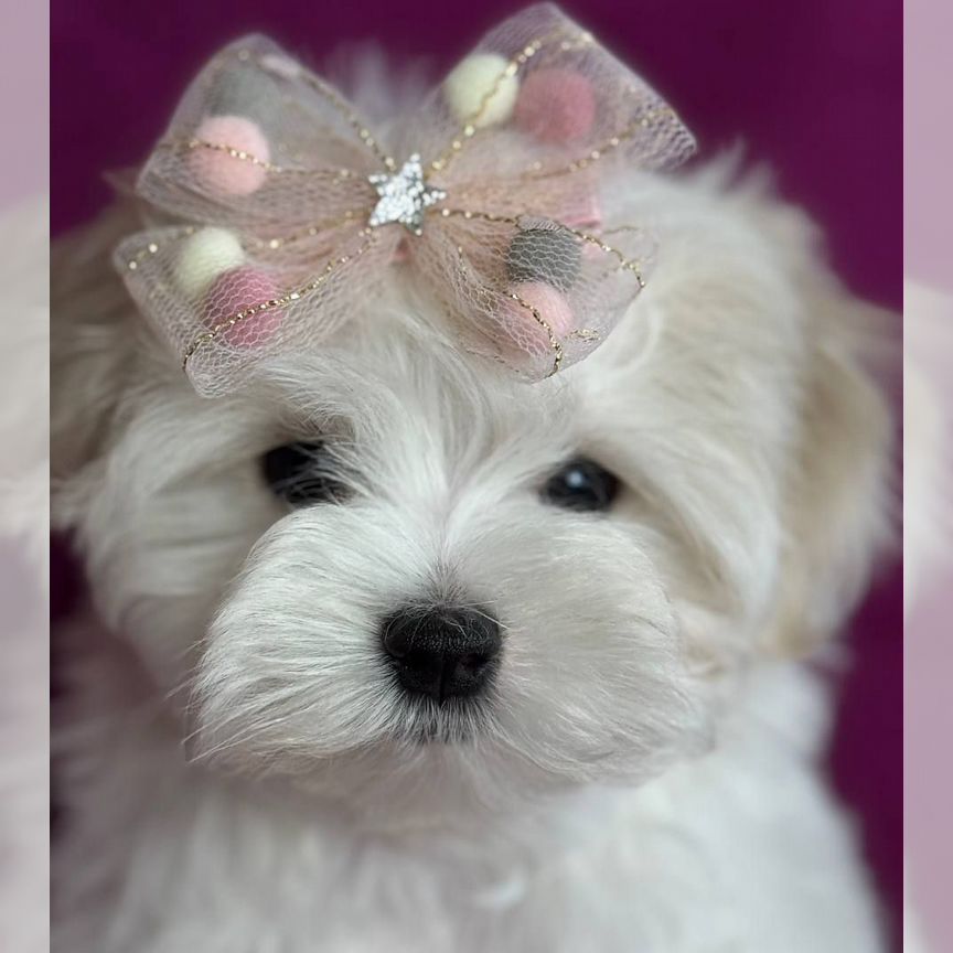 Мальтийская болонка, щенок