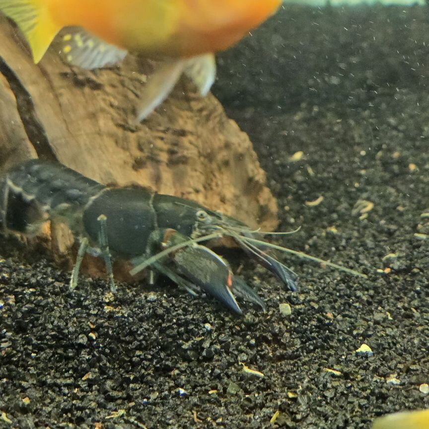 Обменяю раков на растения