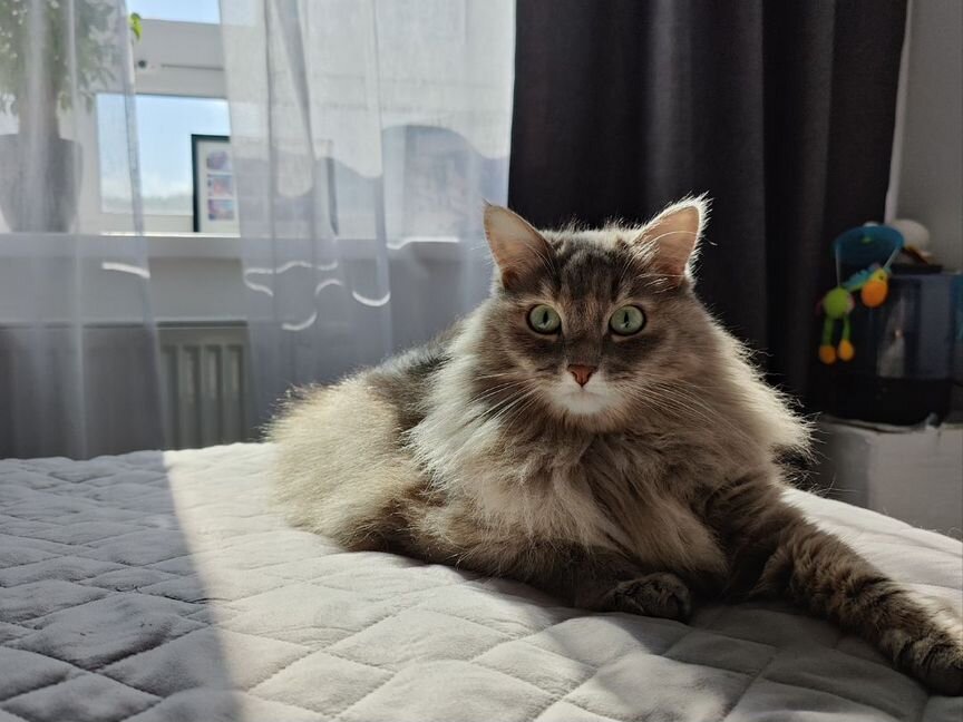 Кошка норвежская лесная