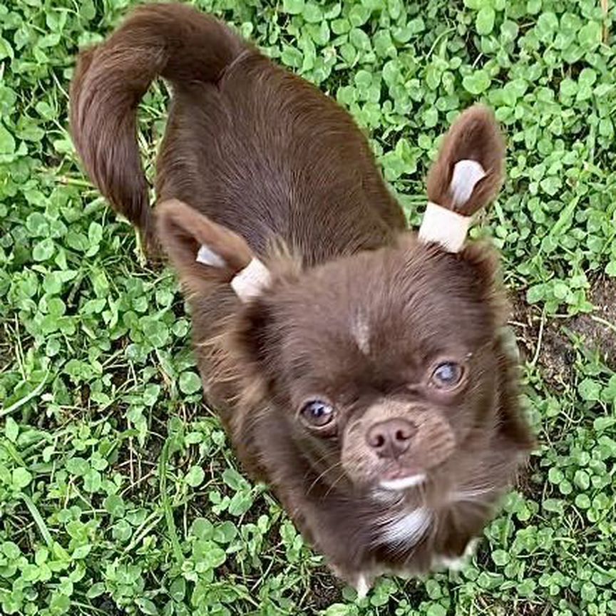 Чихуахуа шоколадная красавица