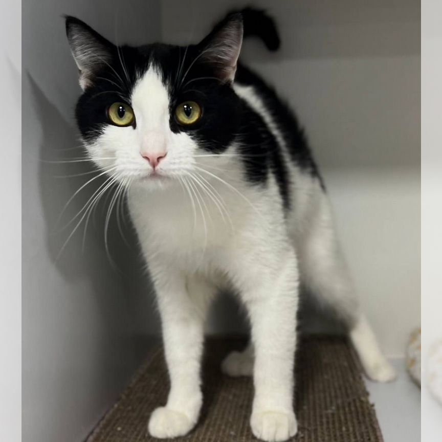 Взрослый кот в добрые руки