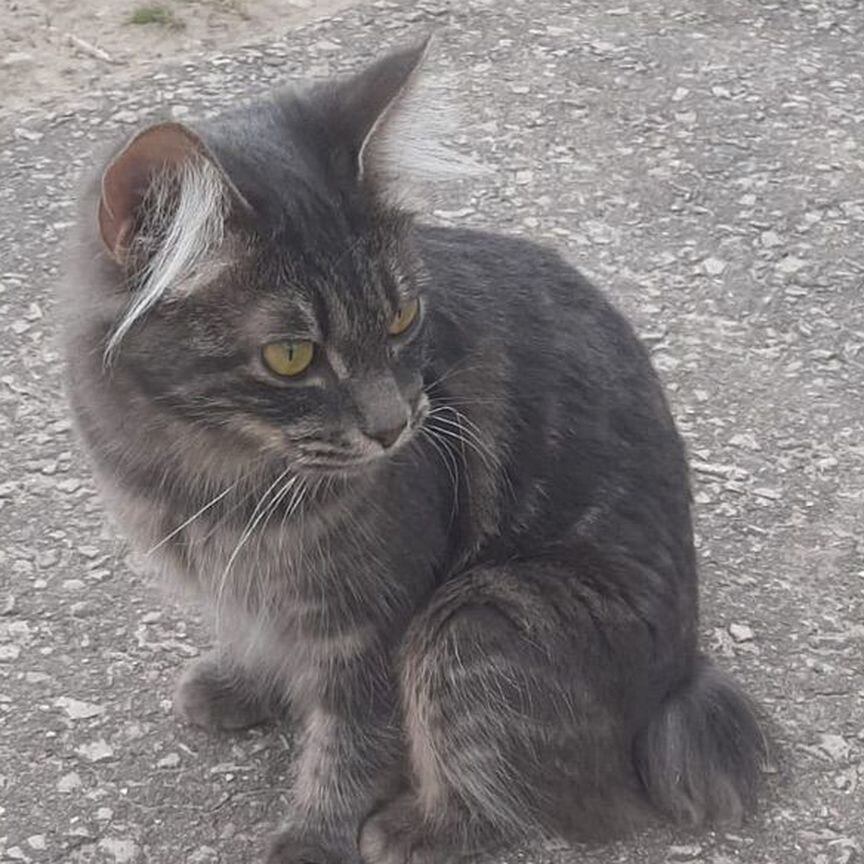 Кошка в добрые руки