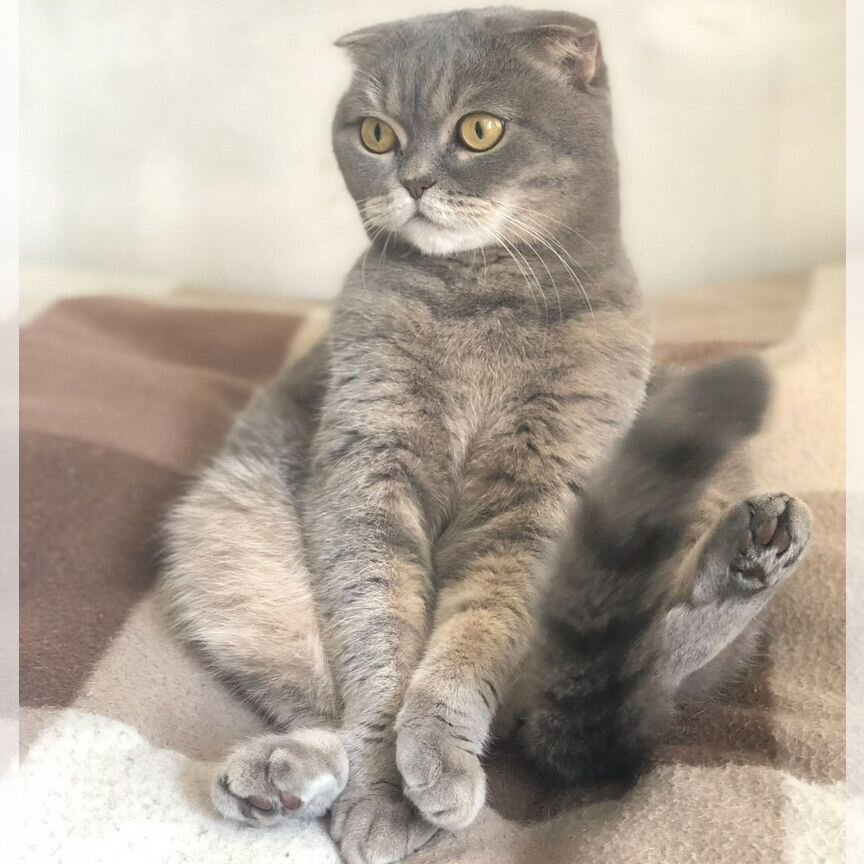 Шотландская вислоухая кошка бесплатно