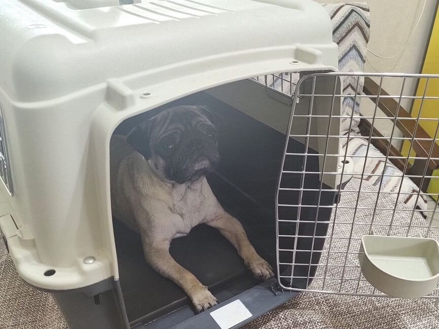 Переноска для собак средних пород Triol 67х51х47см