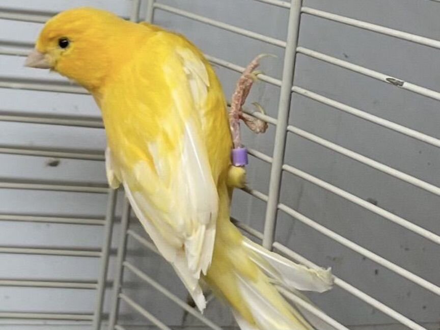 Кенар самец