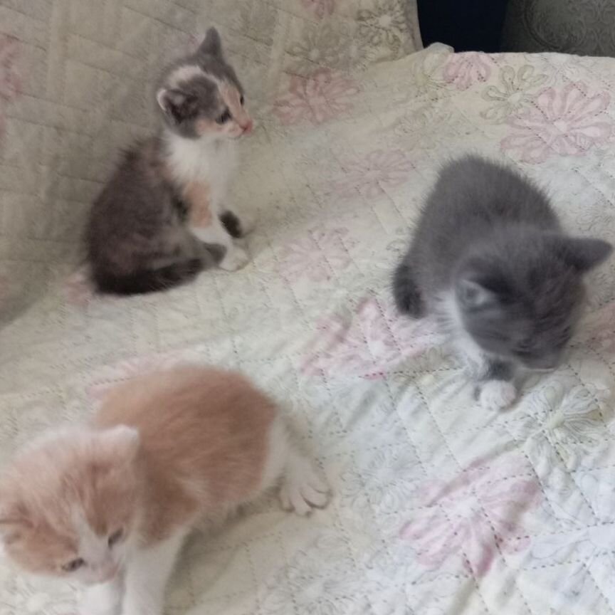 Котята