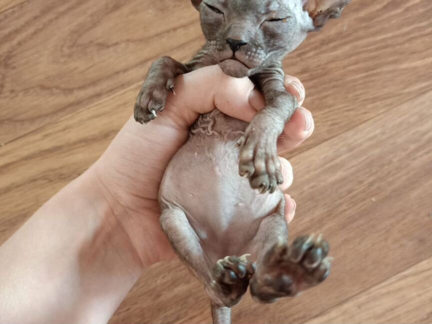 Домашние животные кошки