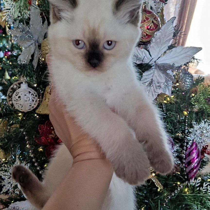 Британский котенок девочка