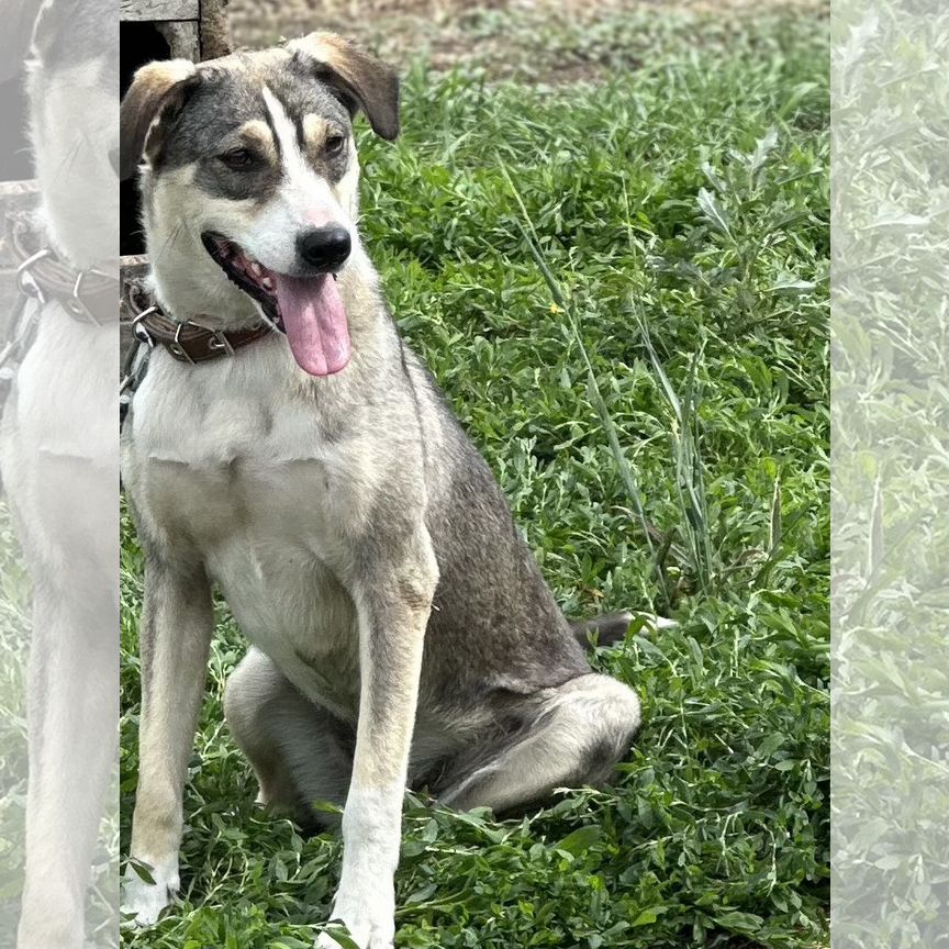 Взрослая собака в добрые руки