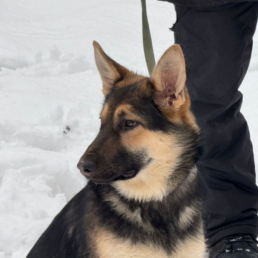 Овчаренок, щенок ищет дом