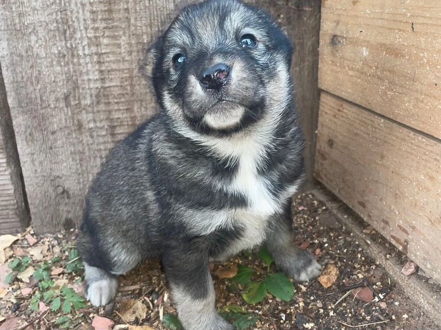 Чистокровные щенки алабая