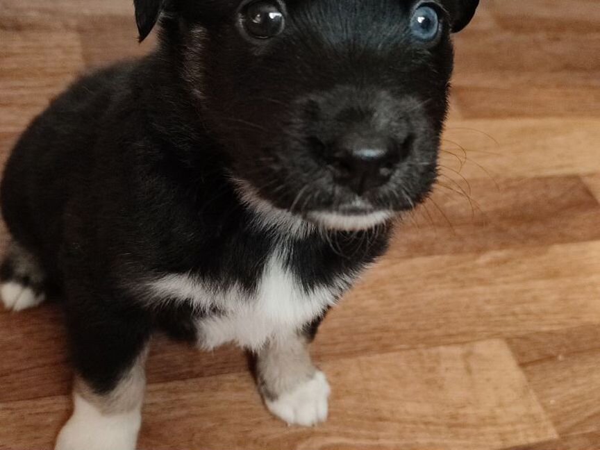 В добрые руки щенок хаски помесь с дворнягой