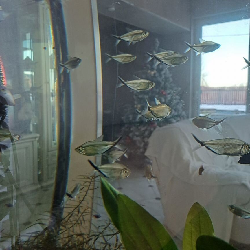 Аквариумные рыбки