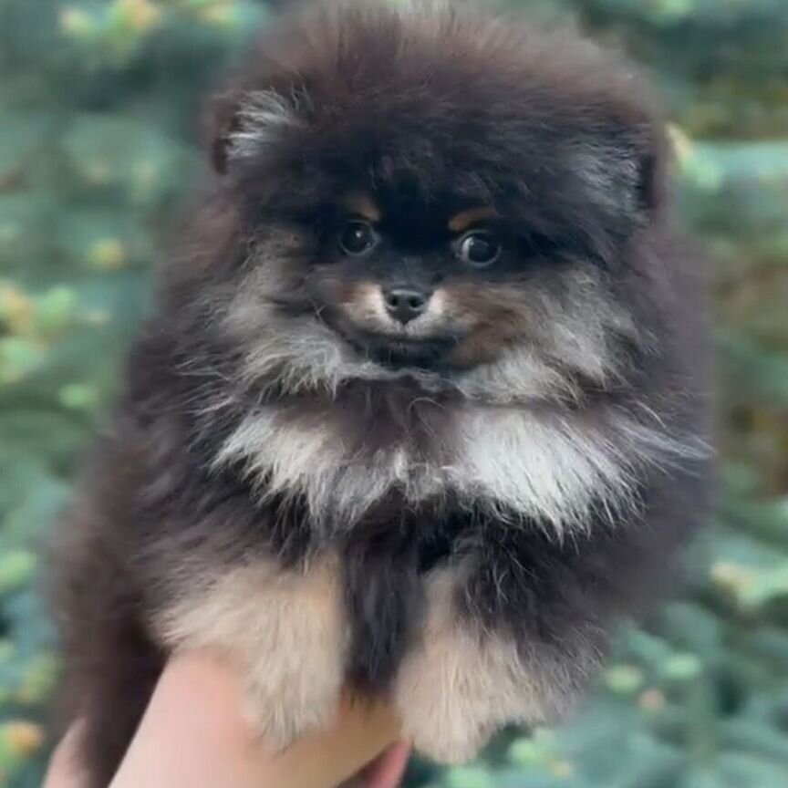 Померанский шпиц, щенок