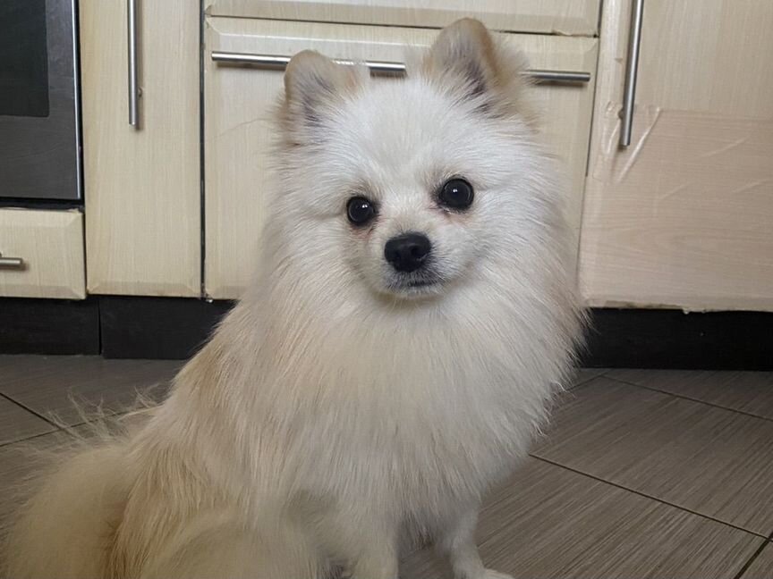 Вязка кобель шпиц