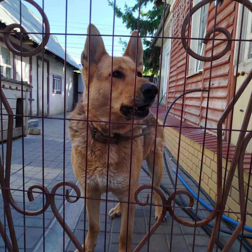 Восточноевропейская овчарка, щенок