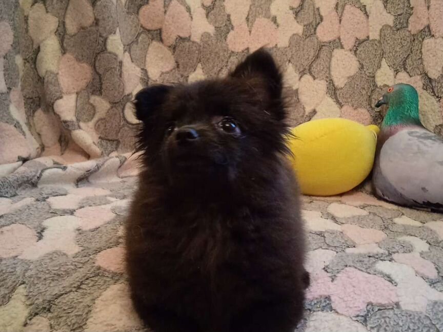 Щеночек метис мальчик