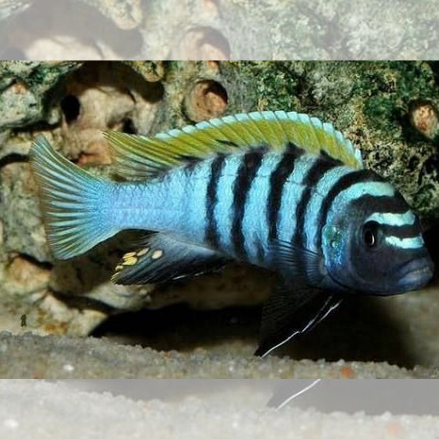 Малавийские цихлиды яло риф