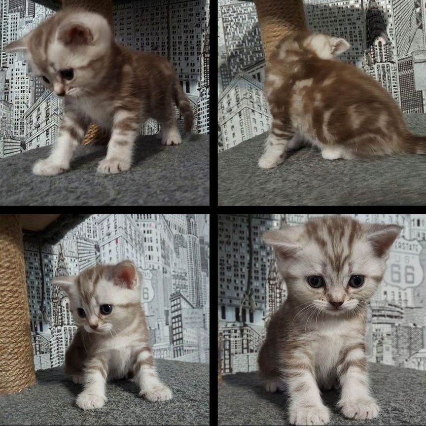 Шотландская скотиш-страйт, девочка