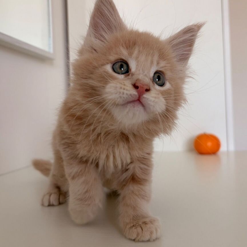 Мейн-кун котёнок