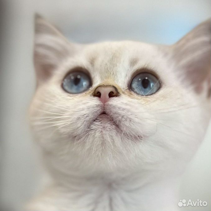 Кошечка колорная золотая шиншилла
