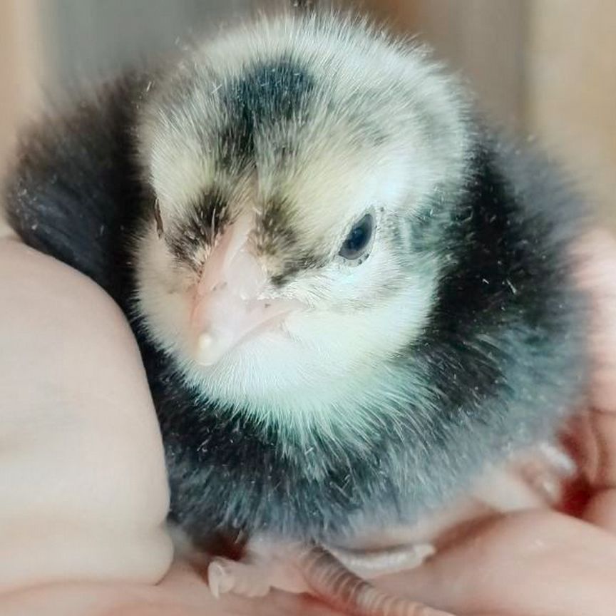 Цыплята домашние