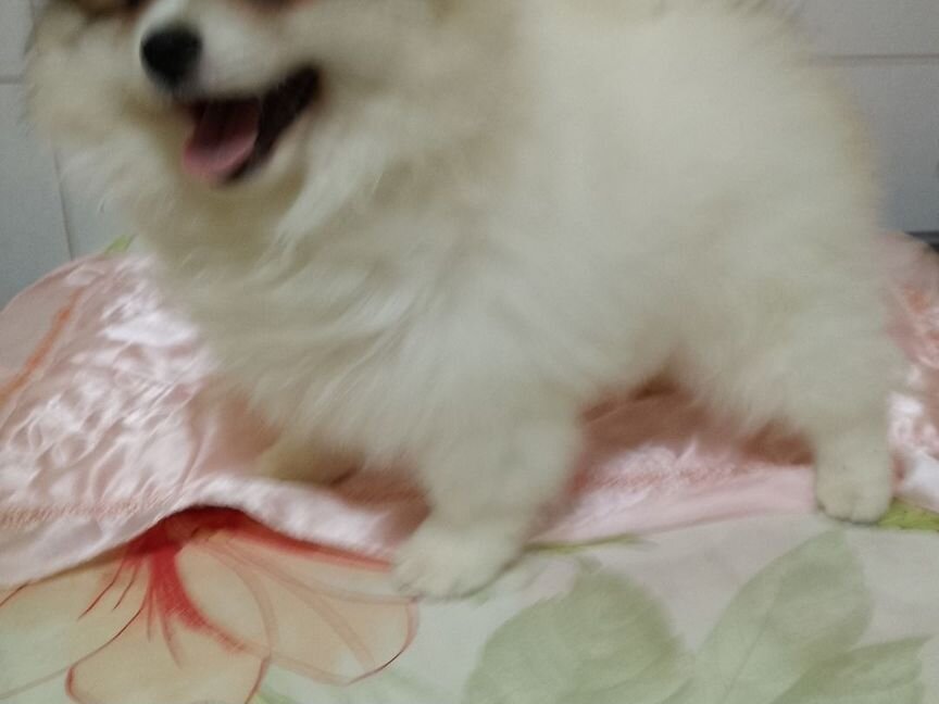 Шпиц красавец мальчик