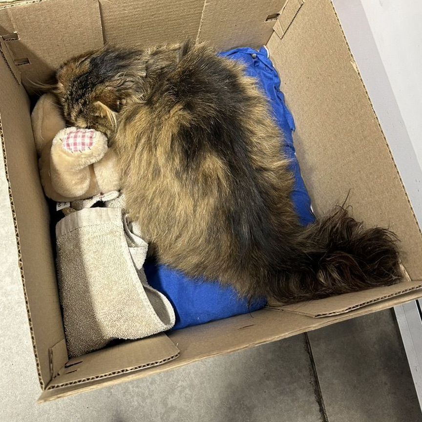 Шотландский вислоухий длинношёрстный котёнок