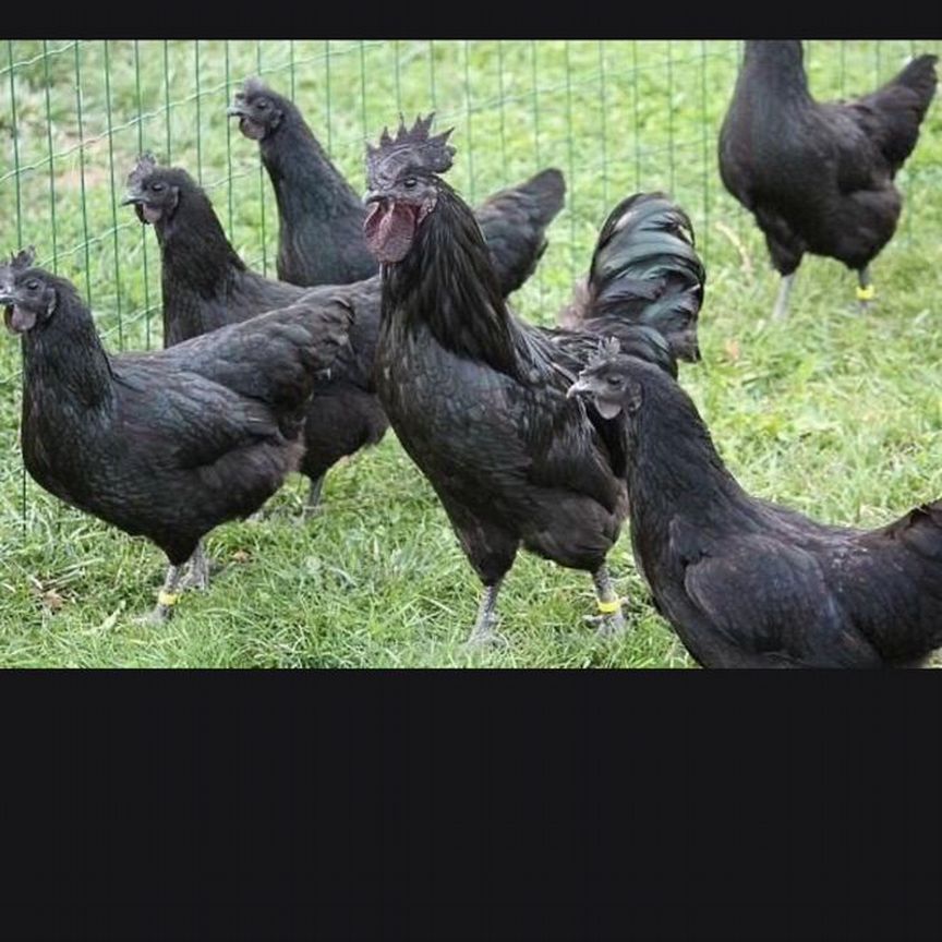 Молодые петушки