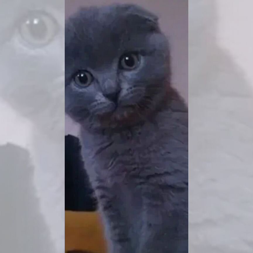 Молодая вислоухая кошечка