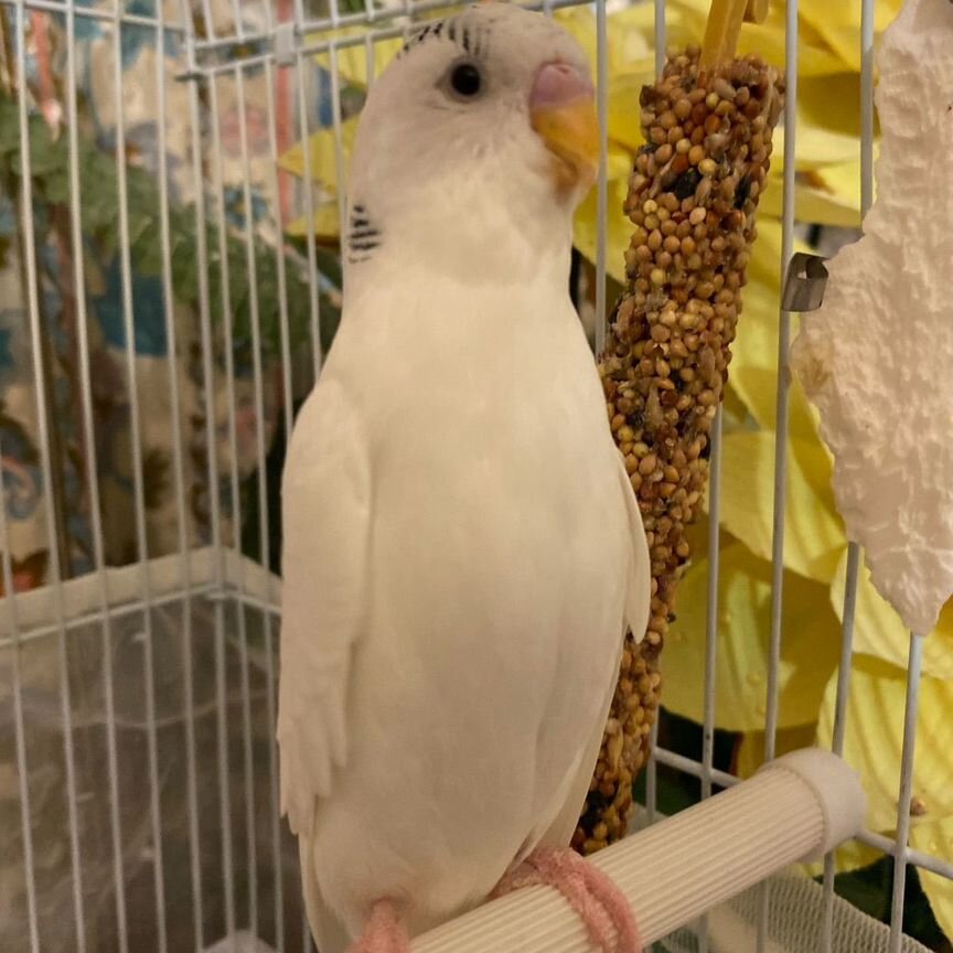 Волнистый попугай с клеткой