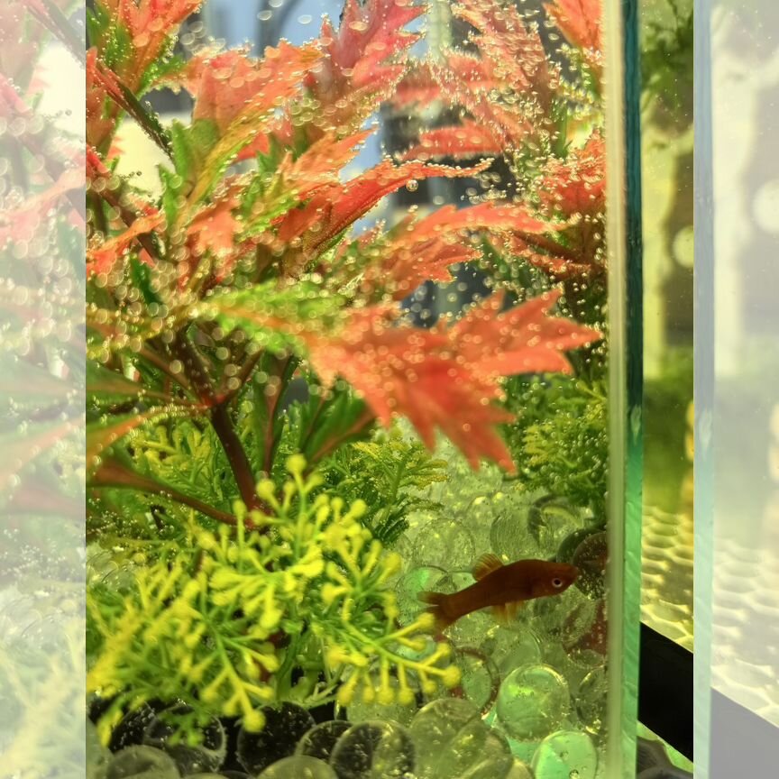 Готовый аквариум с рыбкой