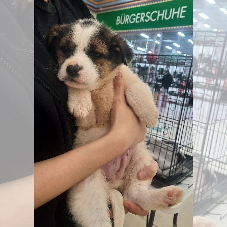 Щенок в добрые руки