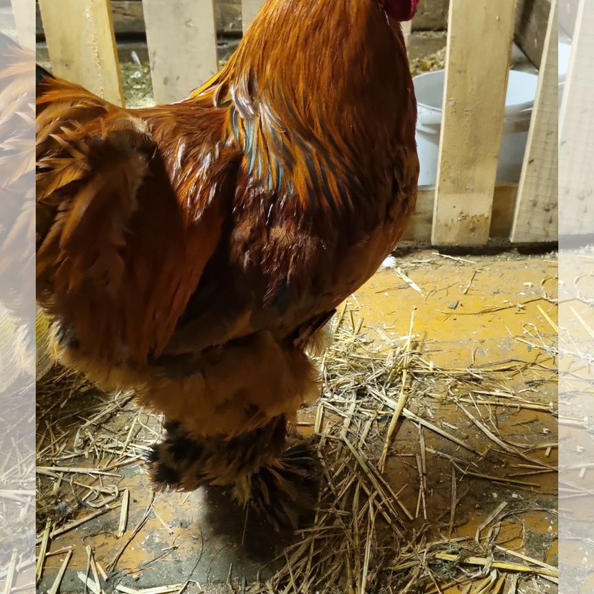 Куры брама колумбийская