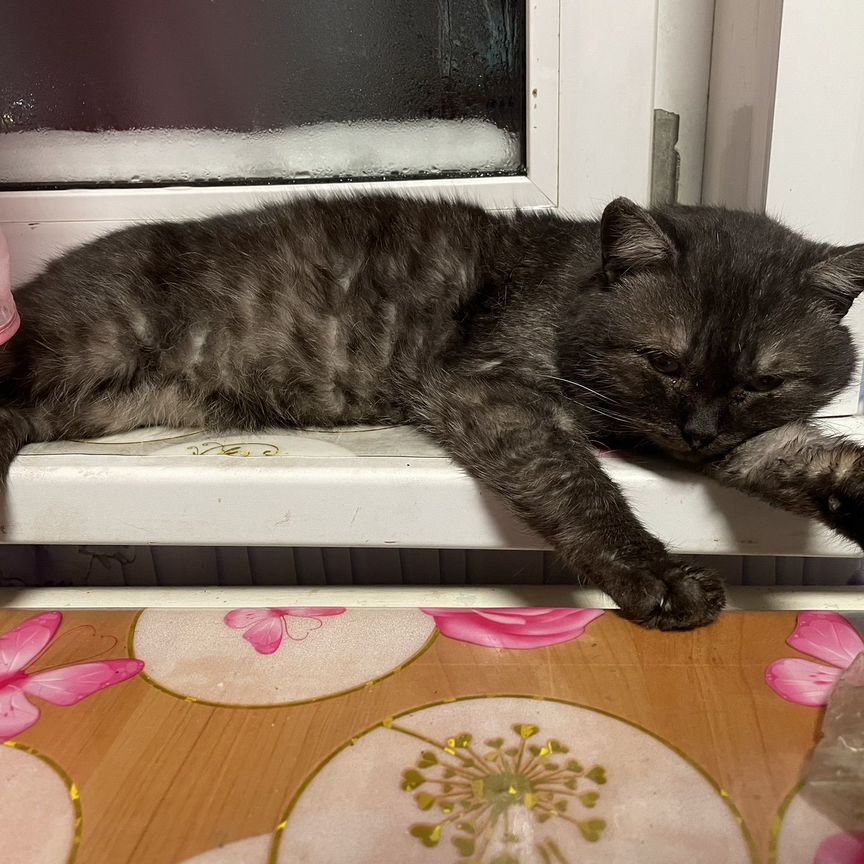 Котёнок в добрые руки