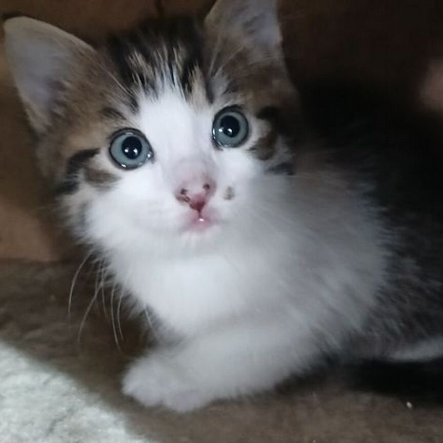 Мейн-кун котёнок