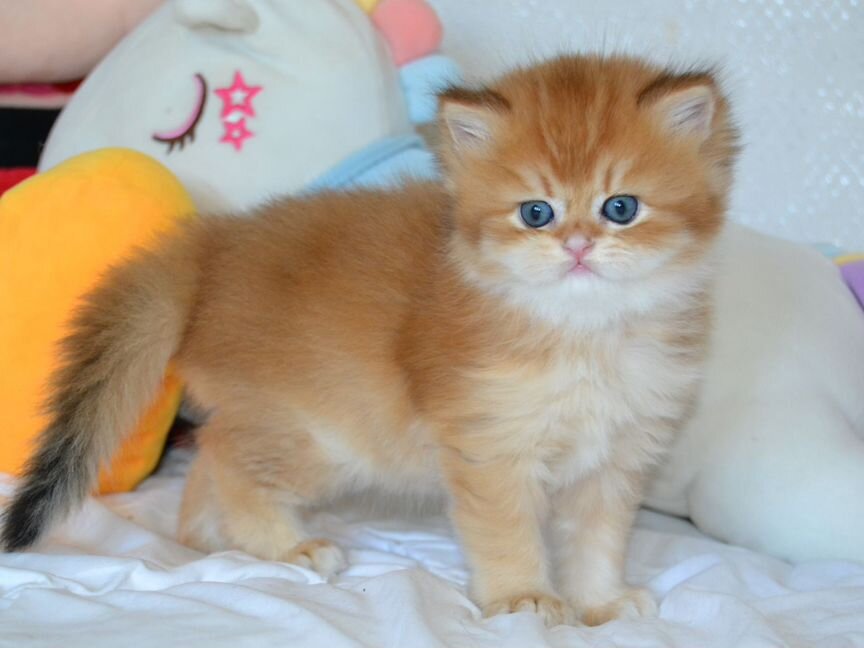 Котенок золотая шиншилла