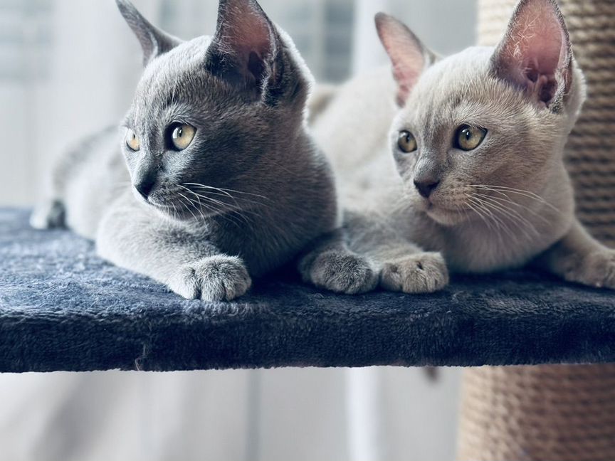 Бурманские котята