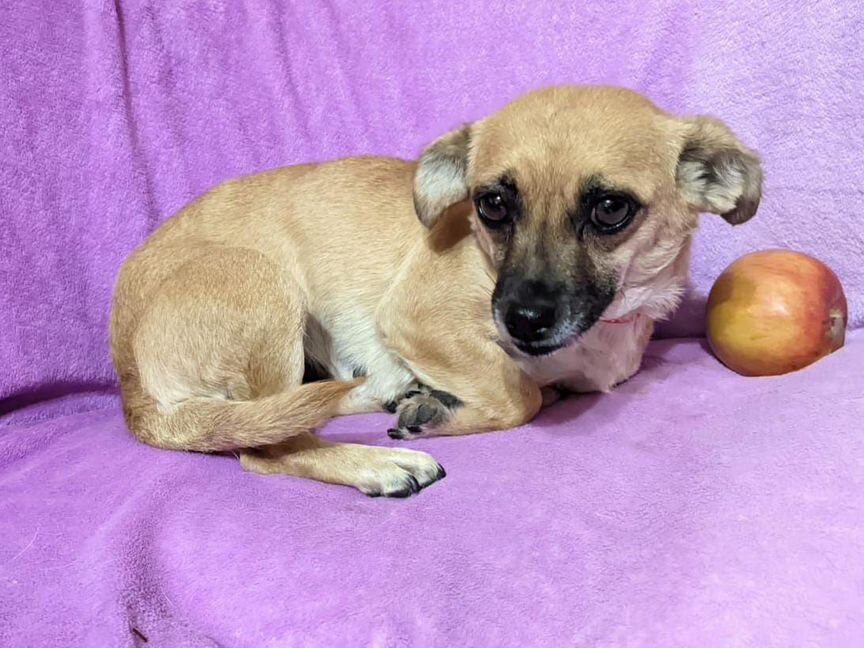 Крошка Злата ищет дом