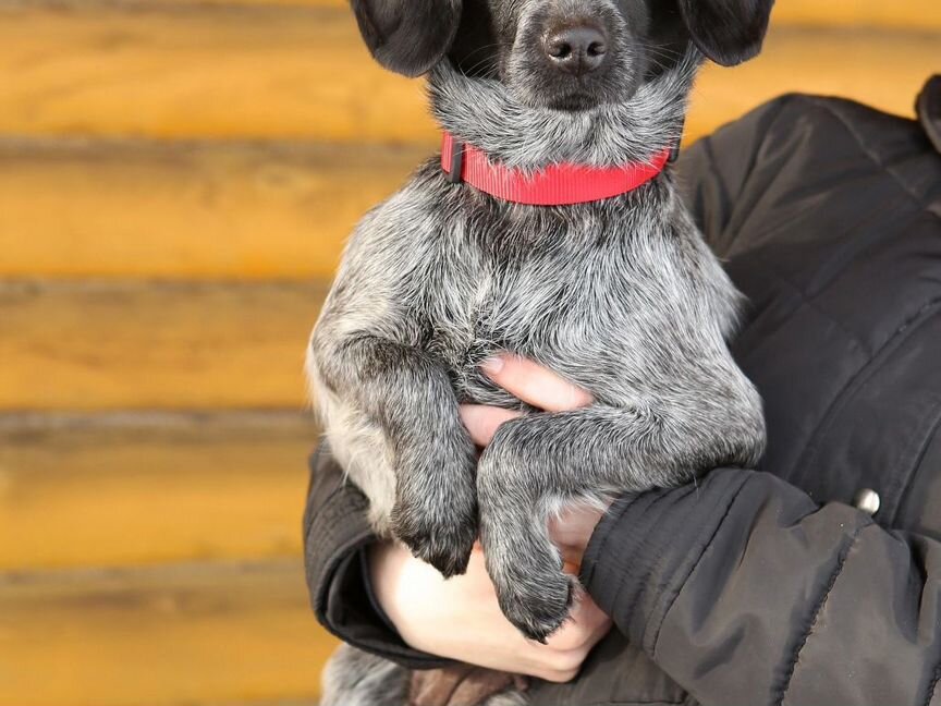 Маленькая собачка в добрые руки